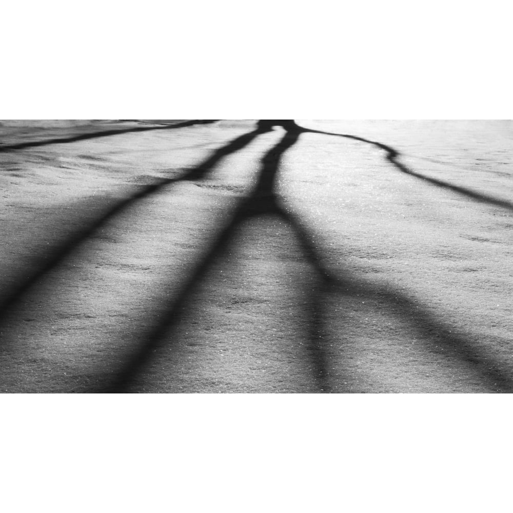 Harsh shadows upon the snow being cast by the sun behind trees; Alberta ...