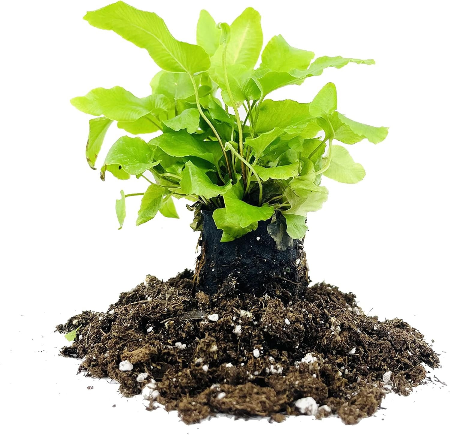 Hart's Tongue Fern - 10 Live Plants in 2 Inch Pots - Asplenium ...