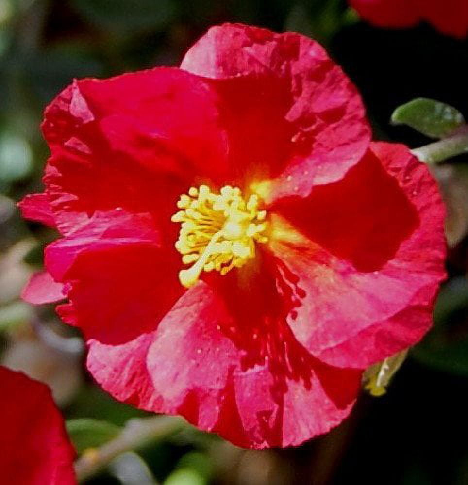 Hartswood Ruby Sun Rose - Helianthemum - Quart Pot - Walmart.com