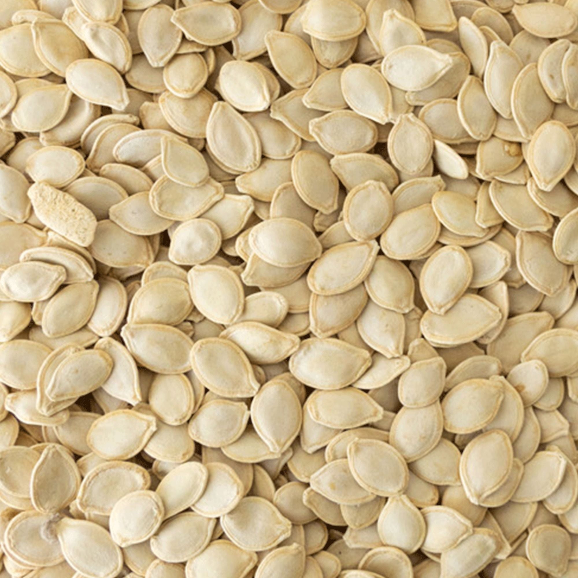 Harvest Bush F1 Hybrid Pumpkin 1 Lb ~3200 Seeds – 60% Germination ...