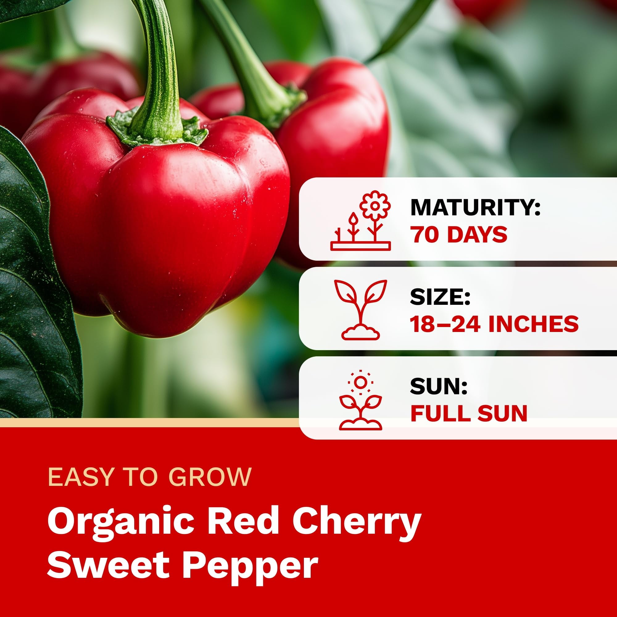 The Harvest Company AJH3 Organic Red Cherry Sweet Pepper, Non-GMO ...