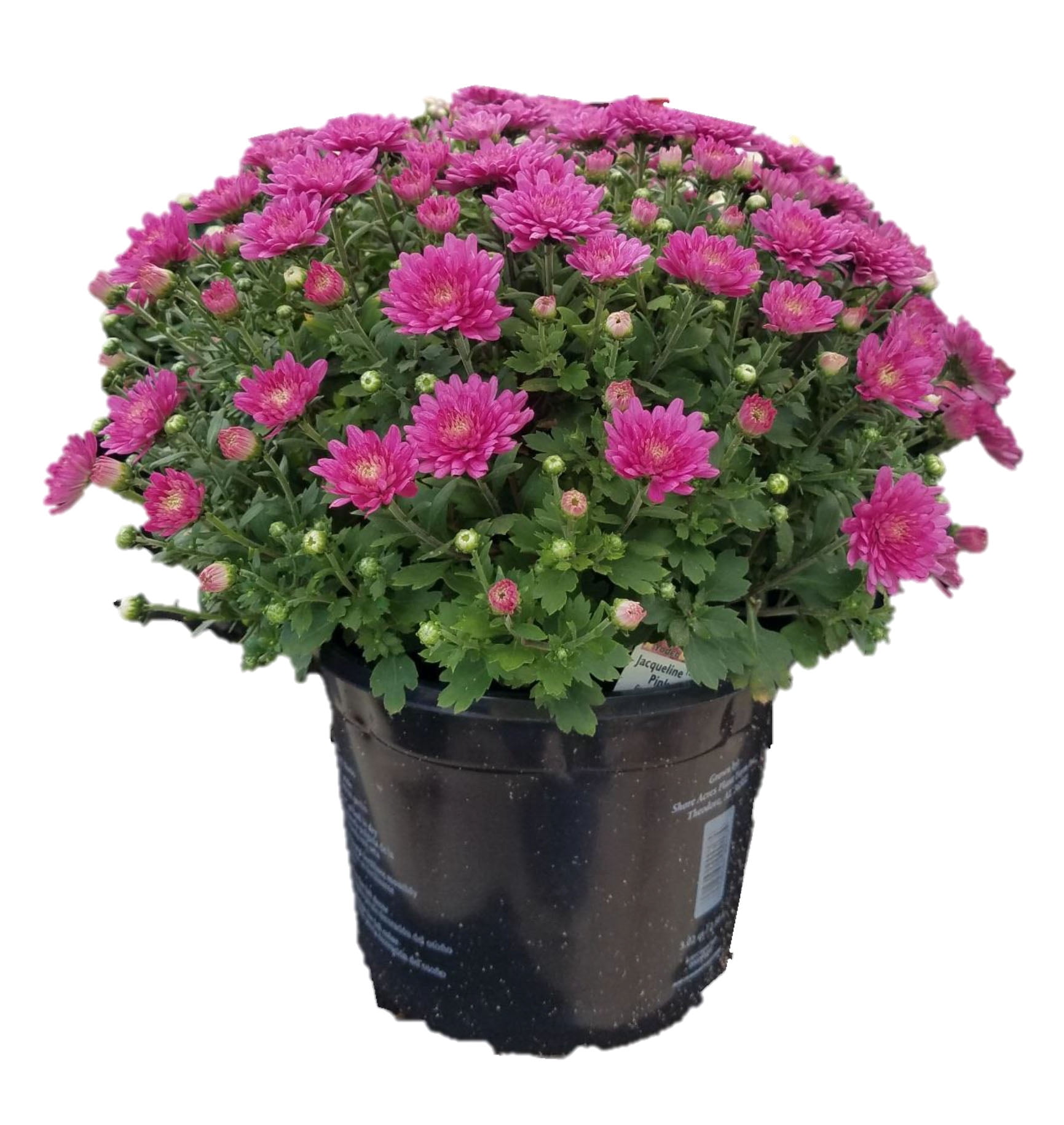 Harvest Embellis Purple Mum Plant 10 inch Sun - Walmart.com