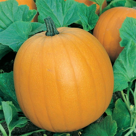 Harvest Gold F1 Hybrid Pumpkin 1 Oz ~ 200 Seeds – AAS Winner – Non-GMO ...