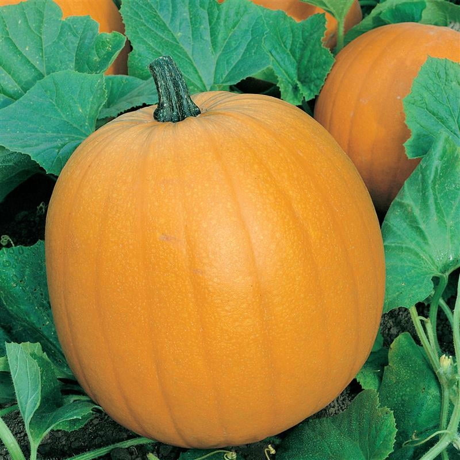 Harvest Gold F1 Hybrid Pumpkin 5 Lb ~16,000 Seeds – AAS Winner – Non ...