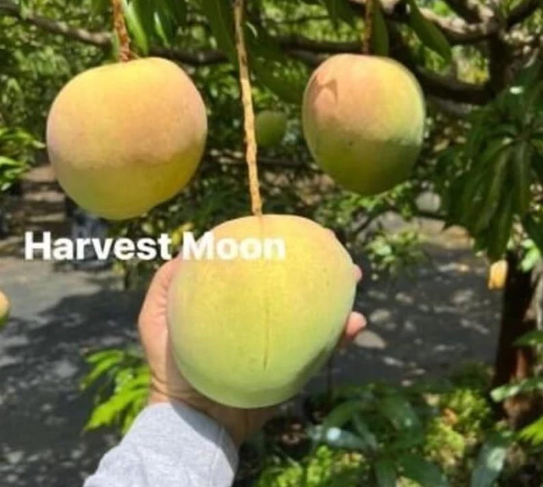 Harvest moon MANGO TREE GRAFTED (2-4 Feet Tall). Ship to all states ...