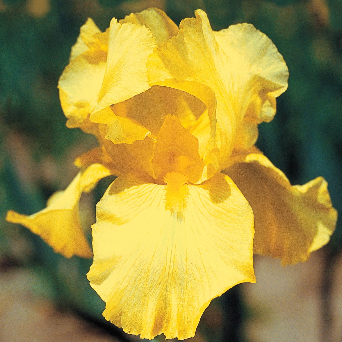 Harvest of Memories Reblooming Iris Yellow Flowering Dormant Bare Root ...
