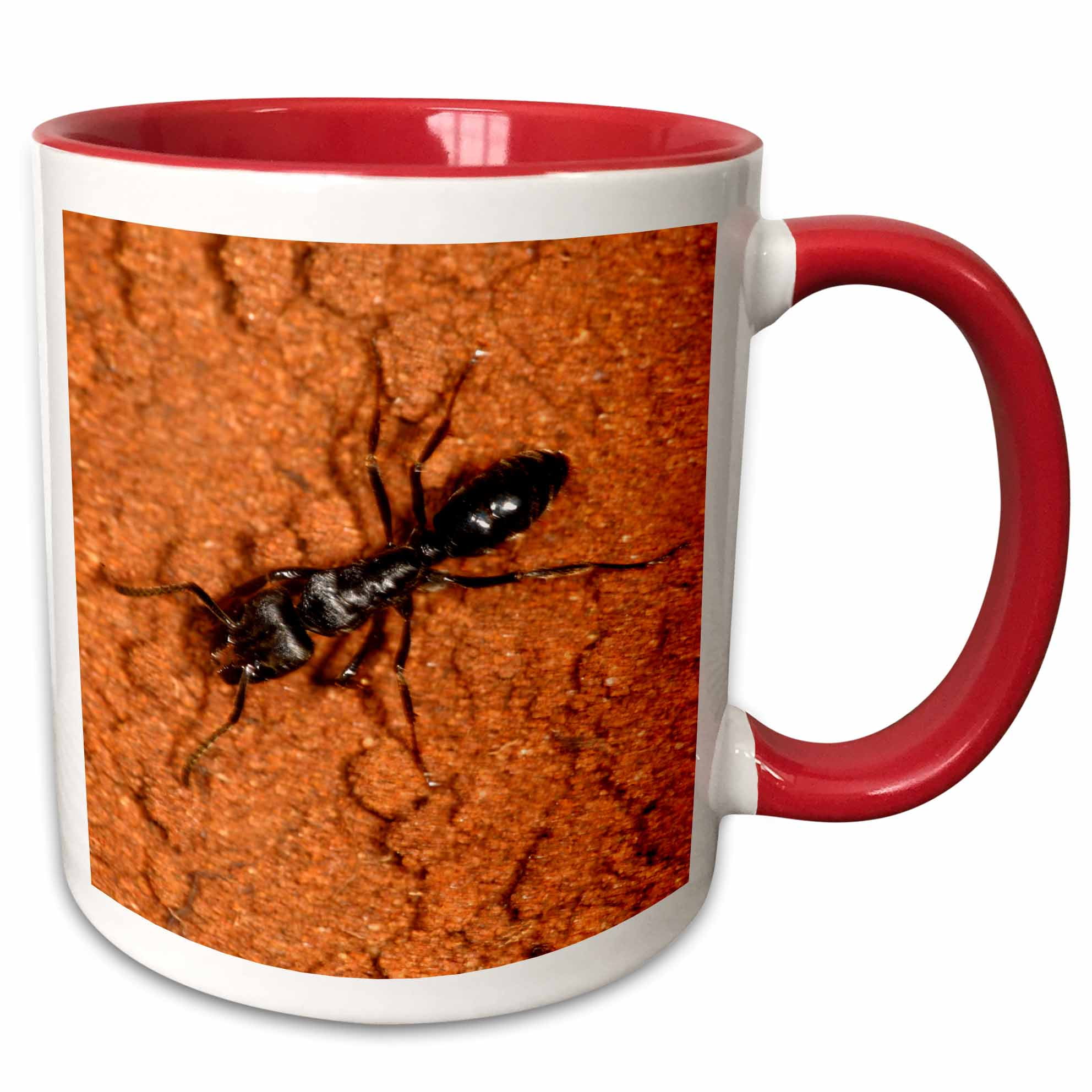 3drose, Harvester Ant Insect, Mkuze Game Reserve, South Africa-af42 ...