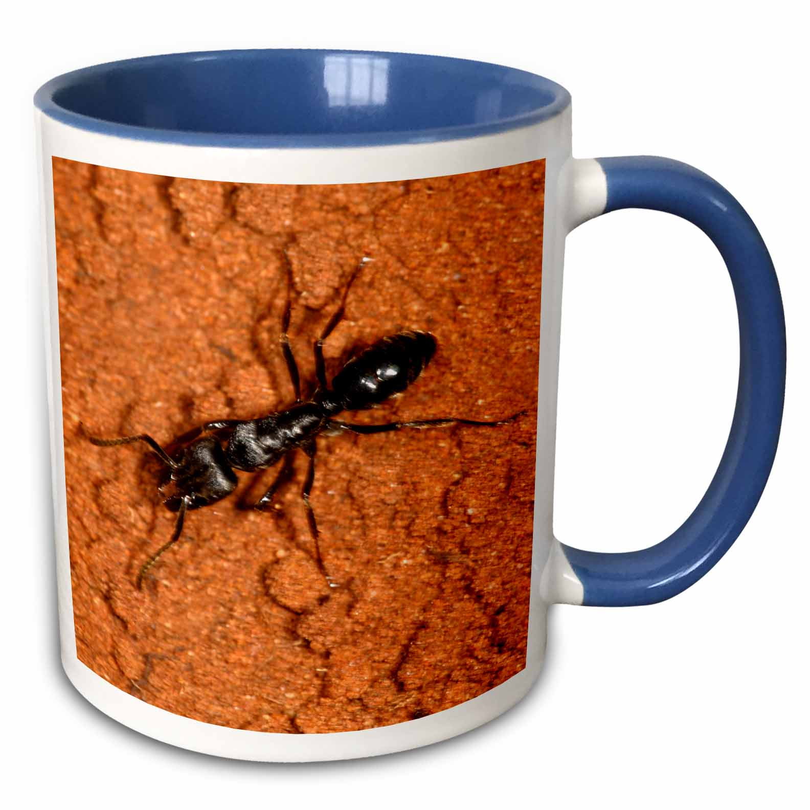 3drose, Harvester Ant Insect, Mkuze Game Reserve, South Africa-af42 ...