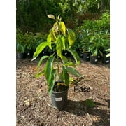 Hass Avocado Trees For Sale