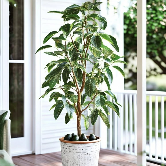 Dwarf Avocado Tree