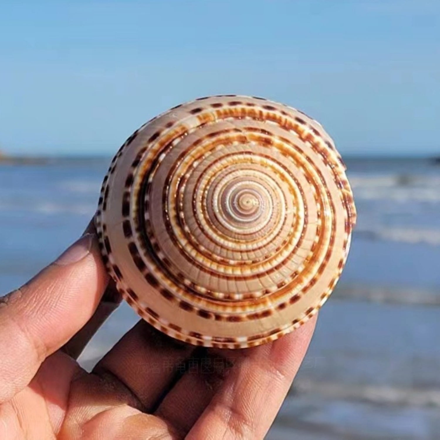 Hat Conch Shell Aquarium Decor Coastal Style Marine Specimen Ocean ...