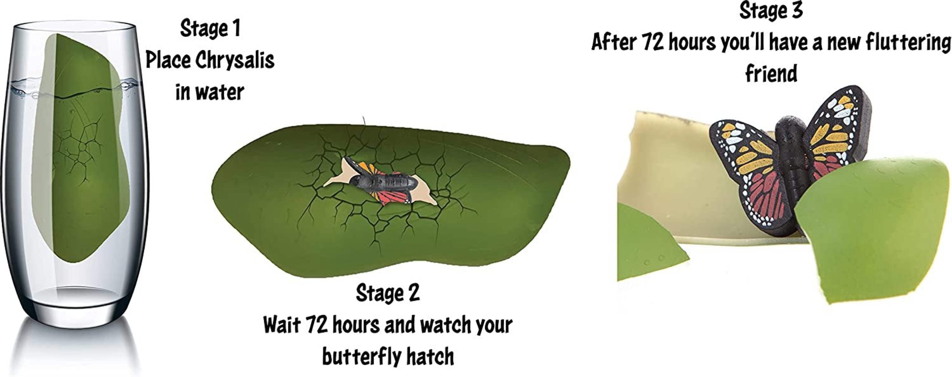 Boxer Gifts Hatch Your Own Butterfly Children’s Toy | Hatches In Water ...