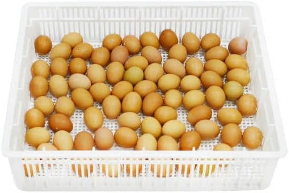 Hatching Egg Basket (80 Chicken Eggs), CS80Y, Durable, ABS Plastic ...
