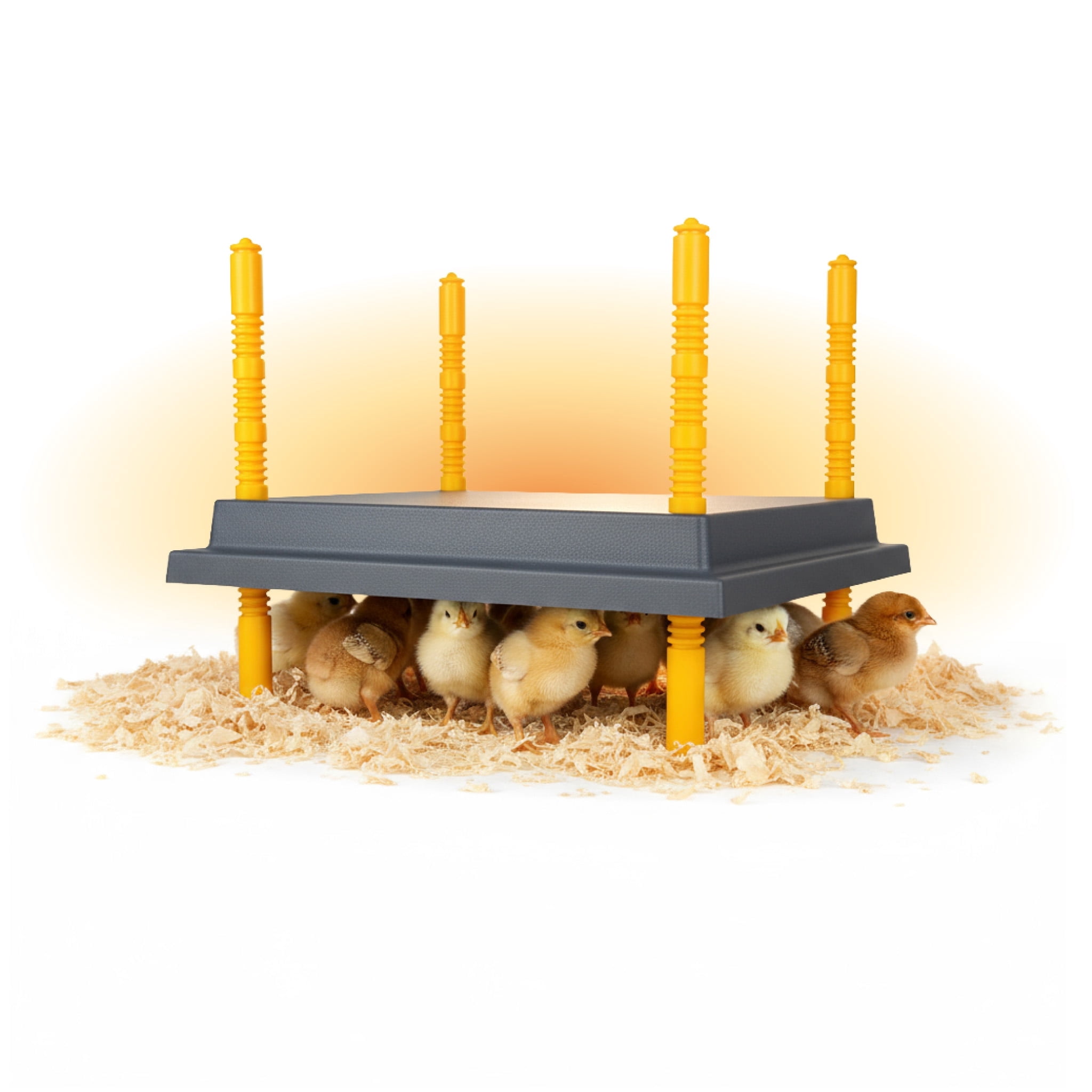 Hatching Time Chick Heating Plate, Brooder Heater for Chickens, 14" x ...