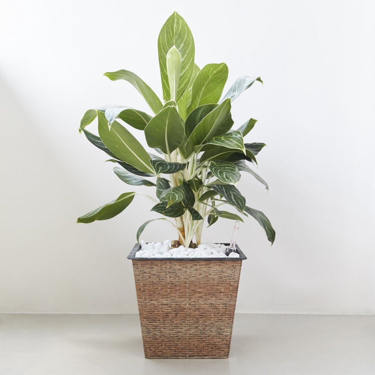 Hatteras 16 x16 x 15 Thin Square Wicker Smart Self-Watering Planter in ...