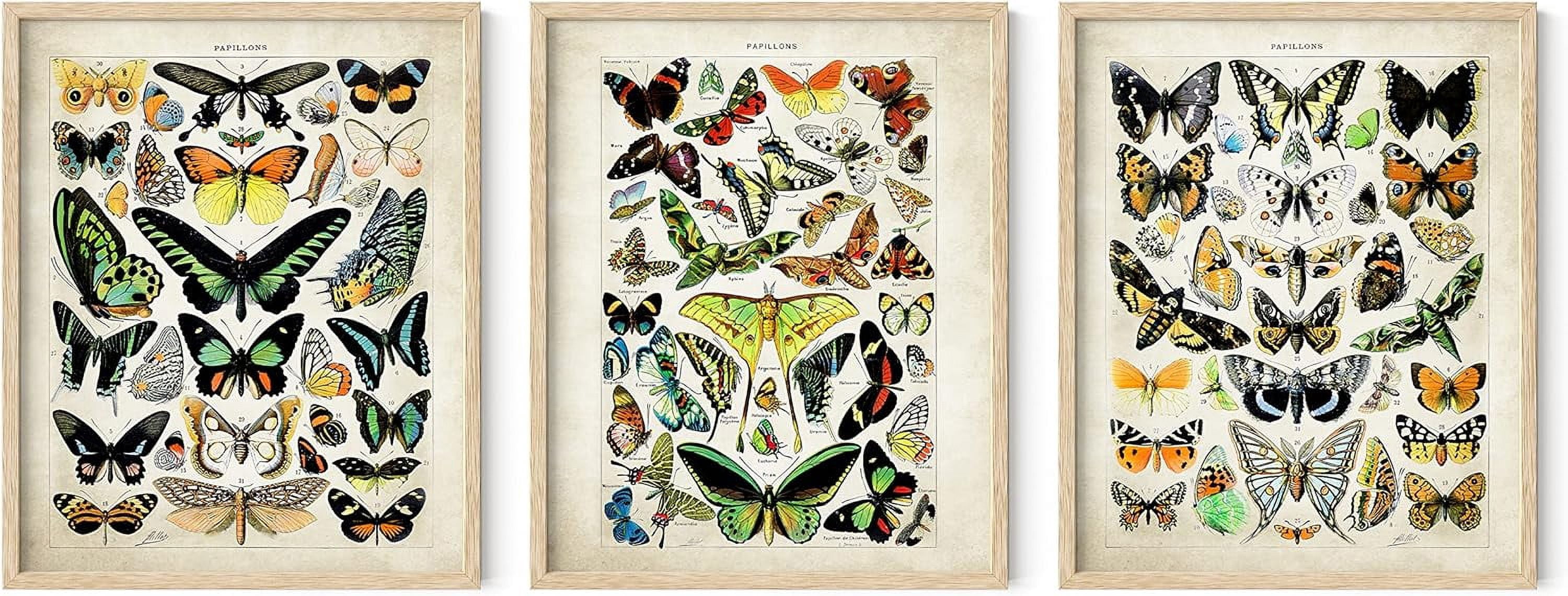Haus and Hues Butterfly Poster Vintage - Set of 3 Vintage Butterfly ...