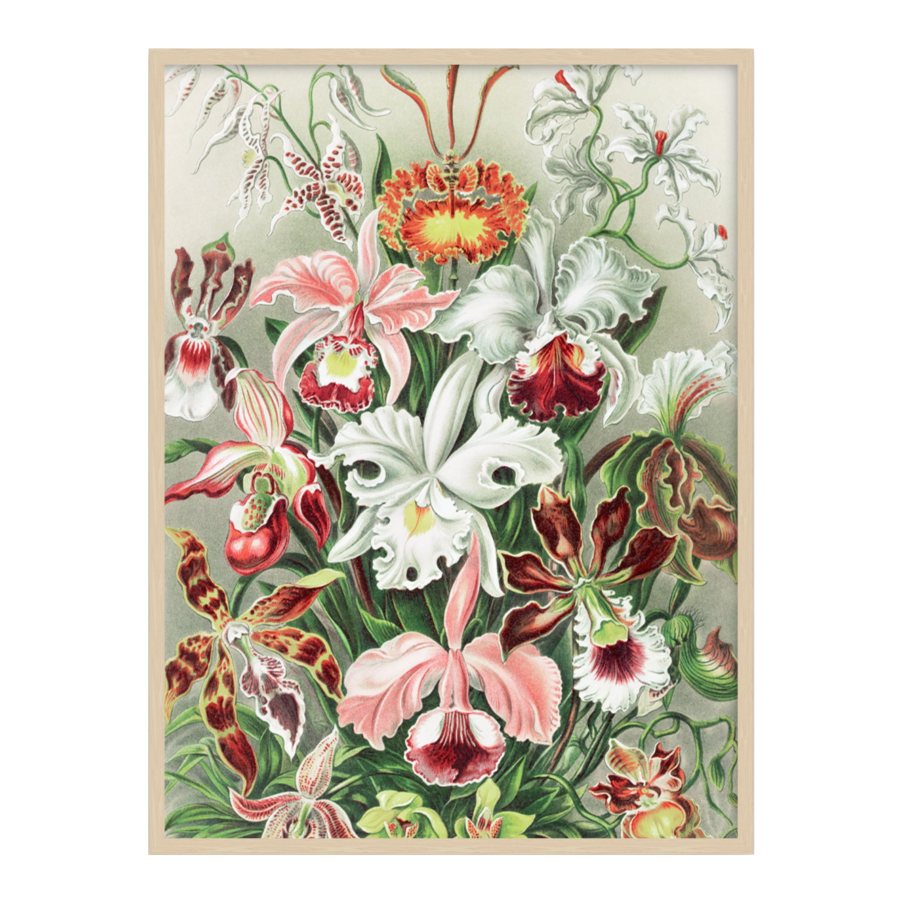 Victorian Flower Prints