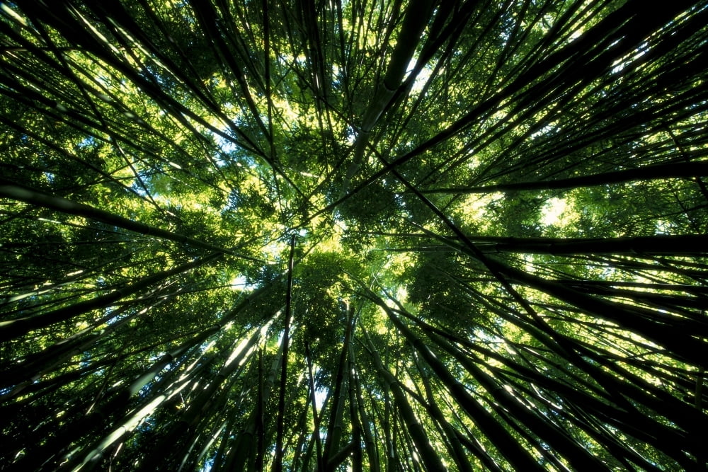 Hawaii, Bamboo Tree Forest, View Upward Toward Treetops B1625 Poster ...