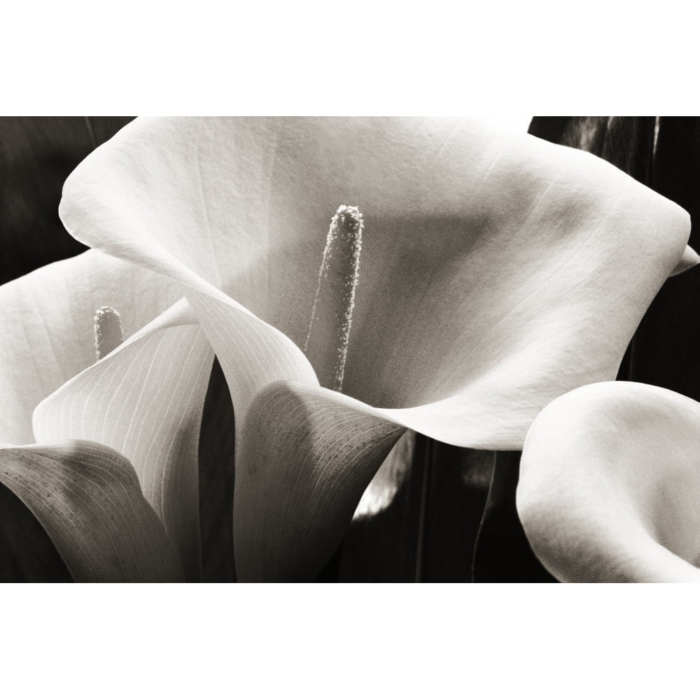Hawaii Big Island Volcano Close-up of calla lilies Poster Print ...