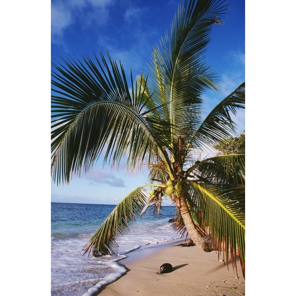 Hawaii Coconut Laying On A Sandy Tropical Beach Beneath A Palm Tree. Poster Print - Walmart.com