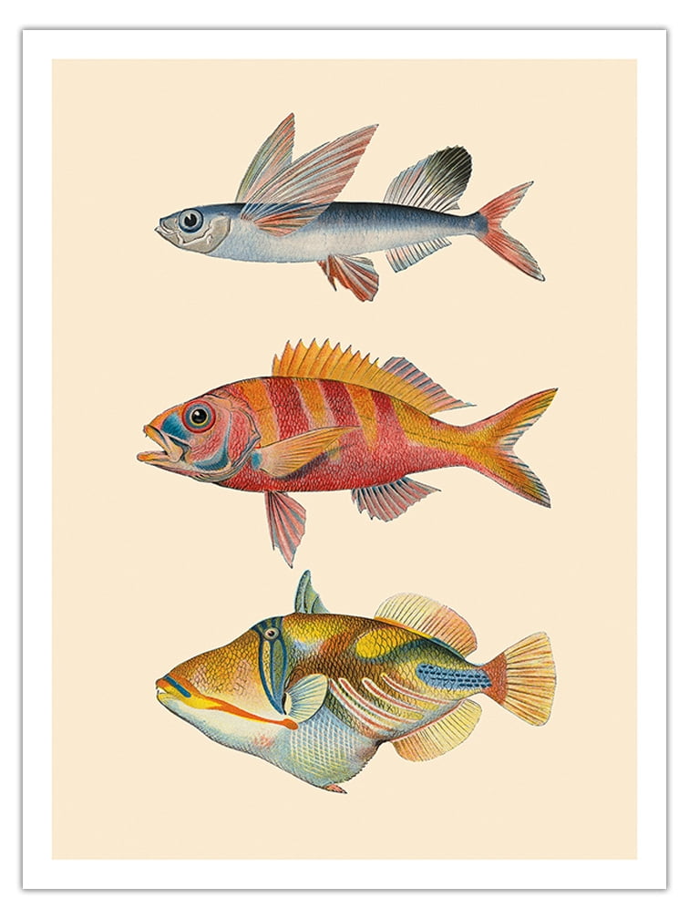 Hawaii Fish Triptych - Flying Fish (Malolo) Ruby Snapper Onaga (Ula'ula ...