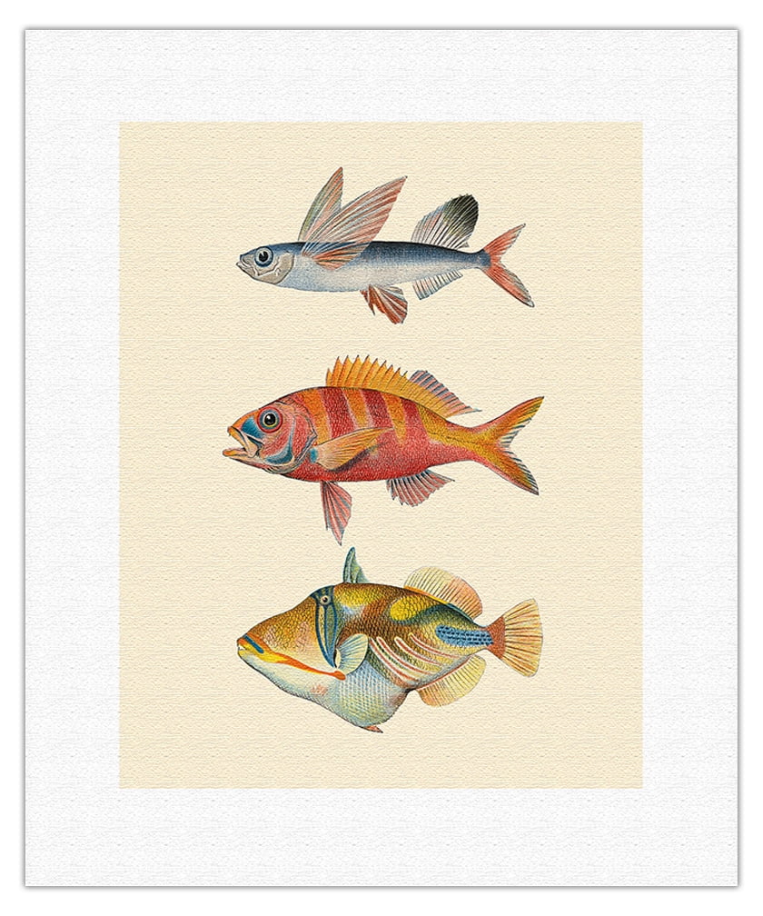 Hawaii Fish Triptych - Flying Fish (Malolo) Ruby Snapper Onaga (Ula'ula ...