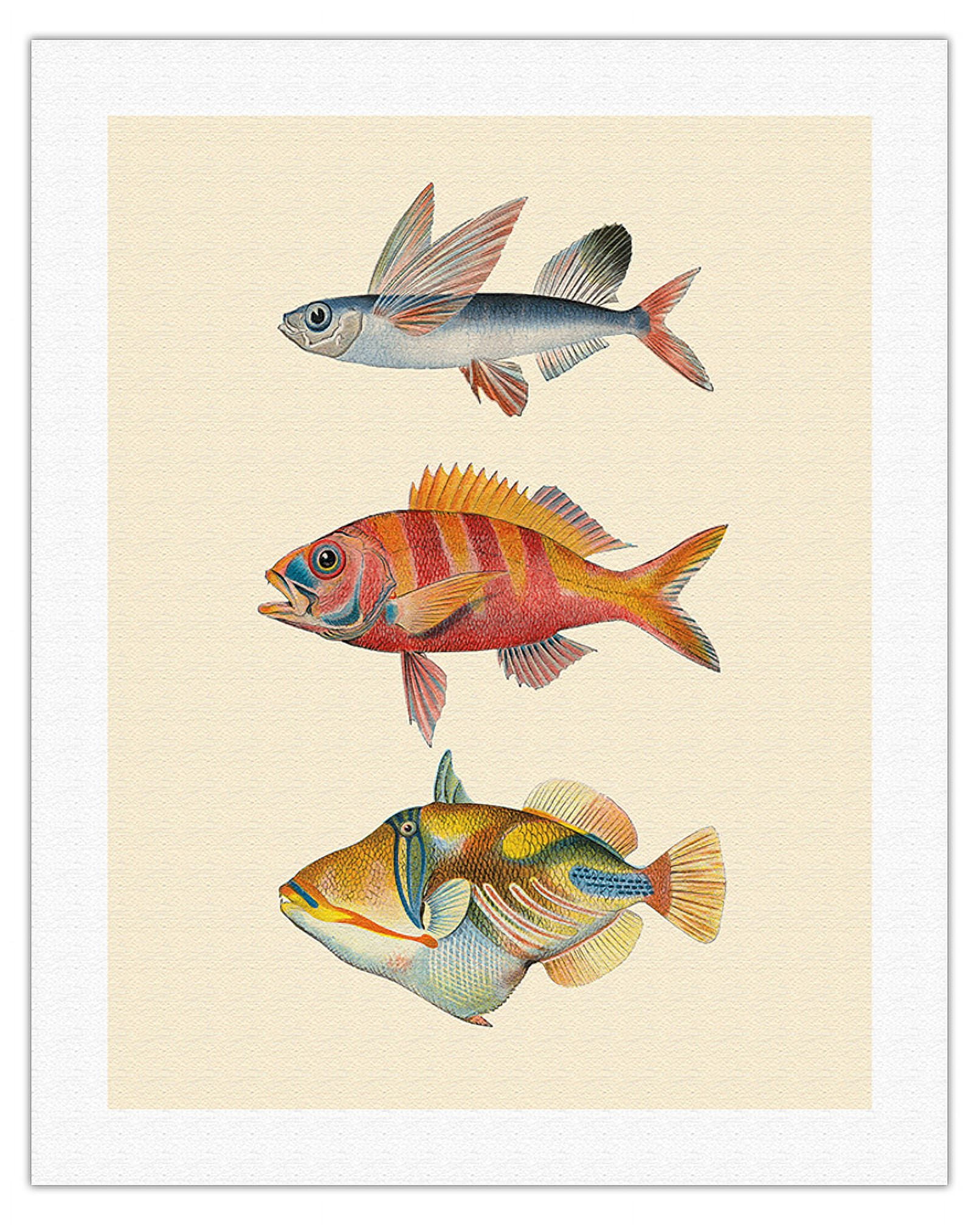 Hawaii Fish Triptych - Flying Fish (Malolo) Ruby Snapper Onaga (Ula'ula ...