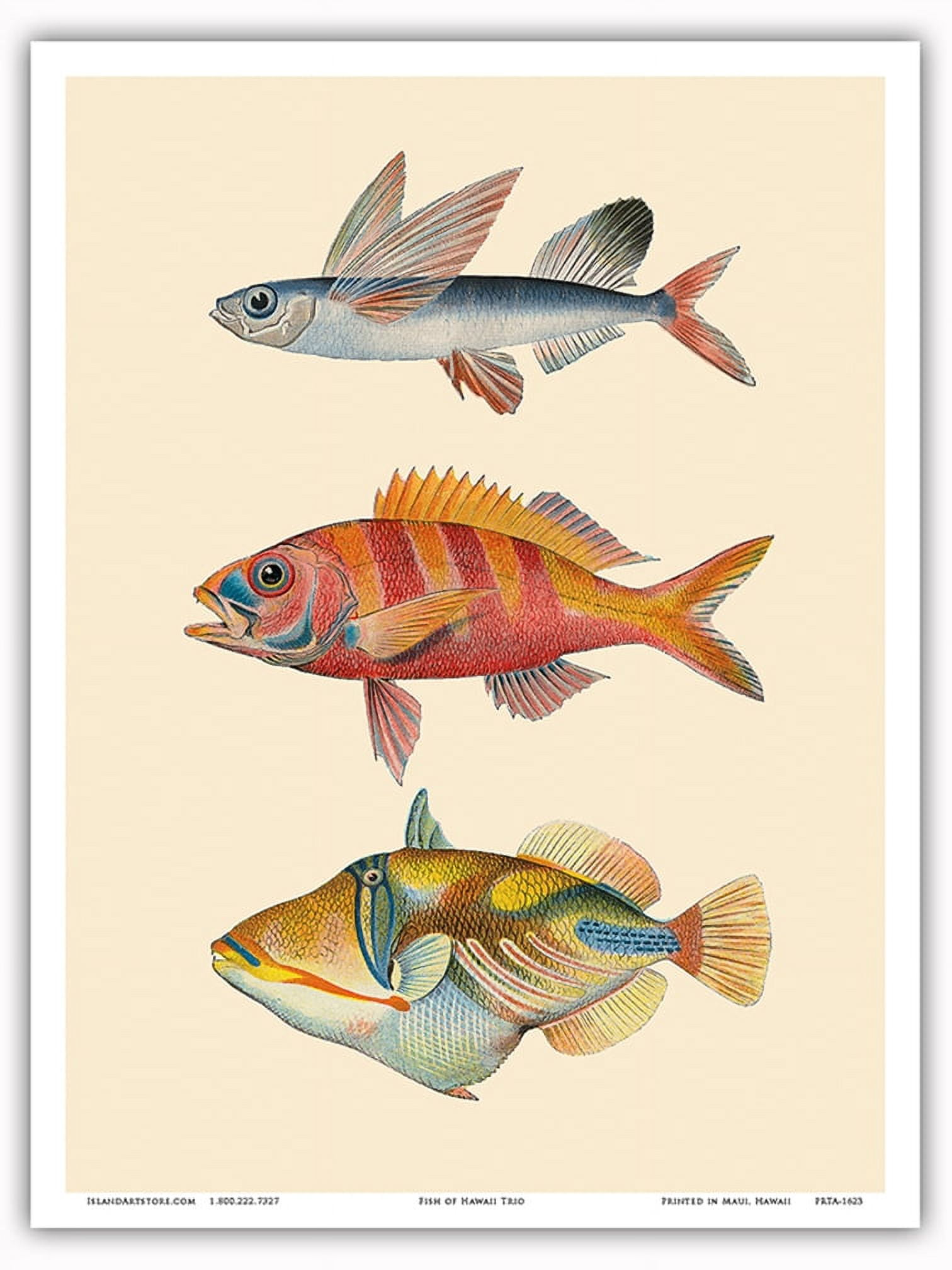 Hawaii Fish Triptych - Flying Fish (Malolo) Ruby Snapper Onaga (Ula'ula ...