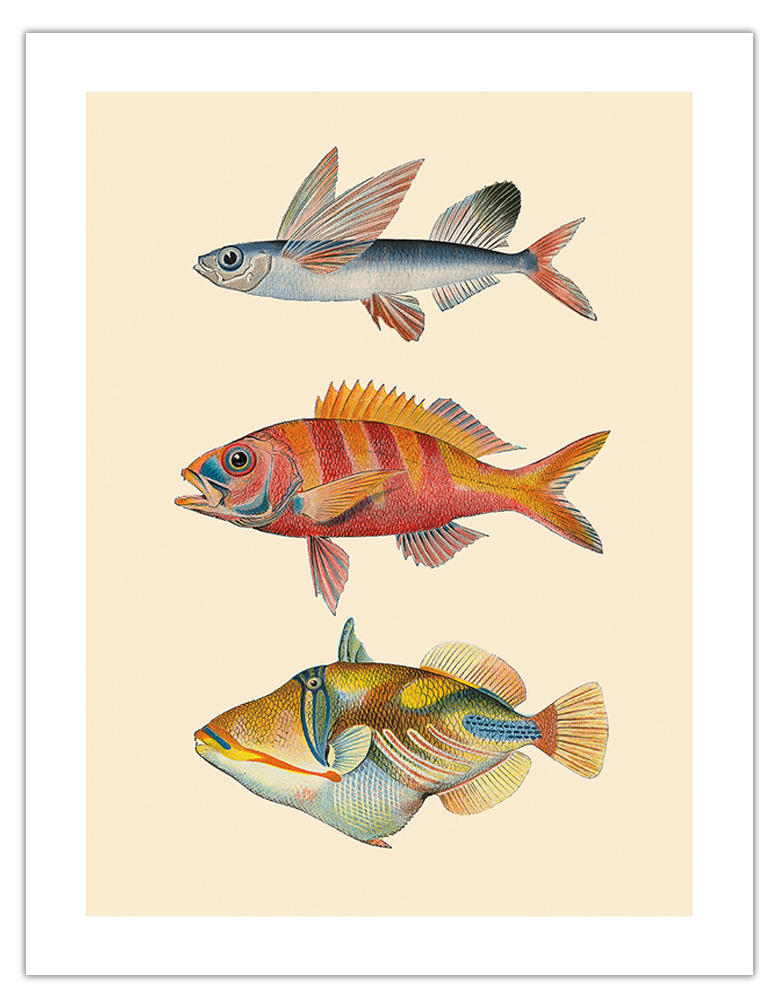 Hawaii Fish Triptych - Flying Fish (Malolo) Ruby Snapper Onaga (Ula'ula ...