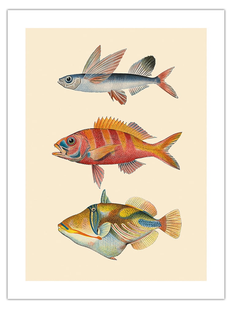 Hawaii Fish Triptych - Flying Fish (Malolo) Ruby Snapper Onaga (Ula'ula ...