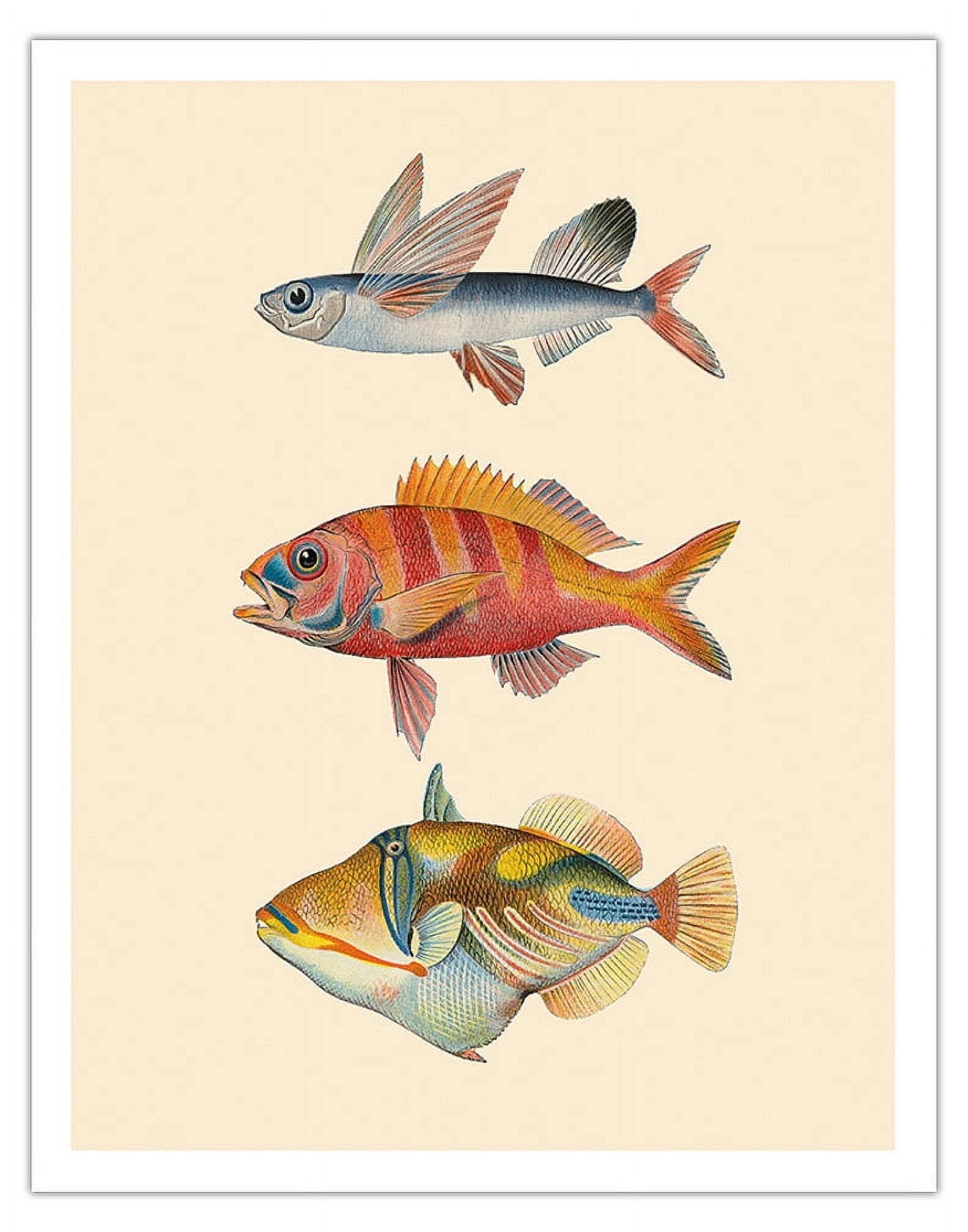 Hawaii Fish Triptych - Flying Fish (Malolo) Ruby Snapper Onaga (Ula'ula ...