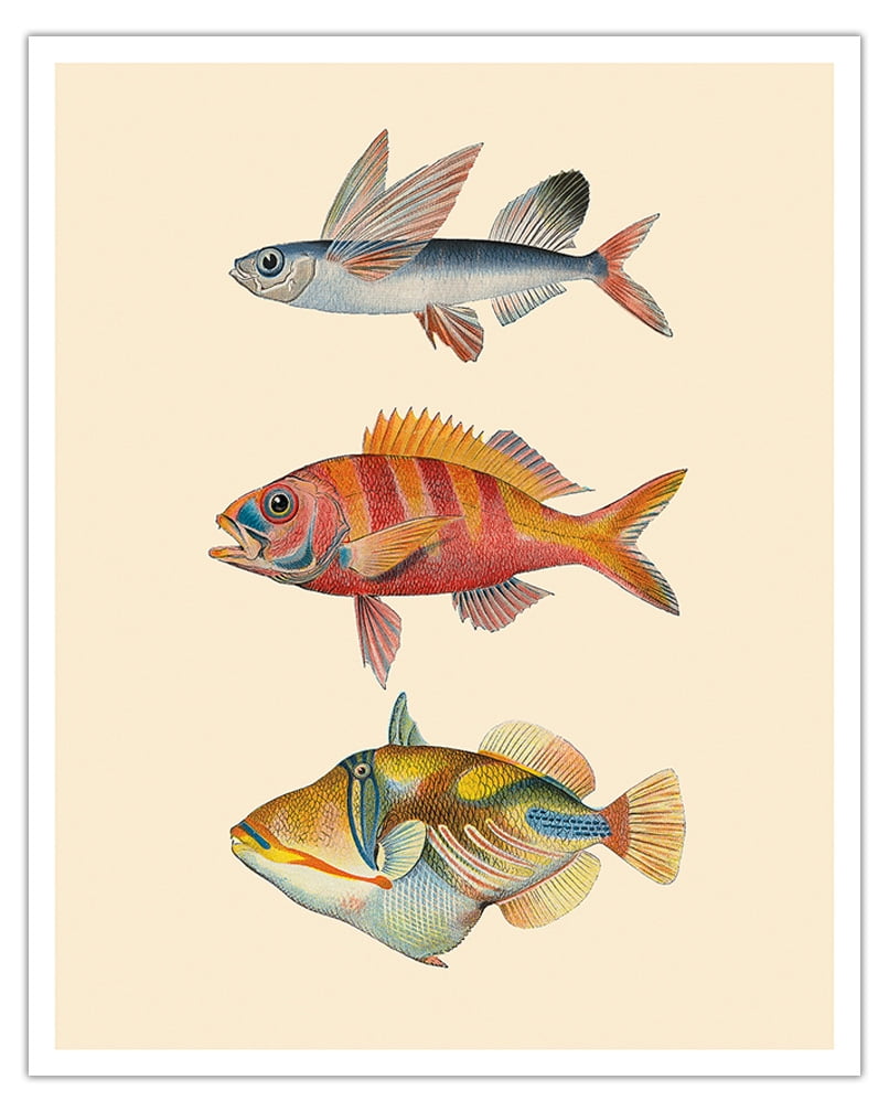 Hawaii Fish Triptych - Flying Fish (Malolo) Ruby Snapper Onaga (Ula'ula ...