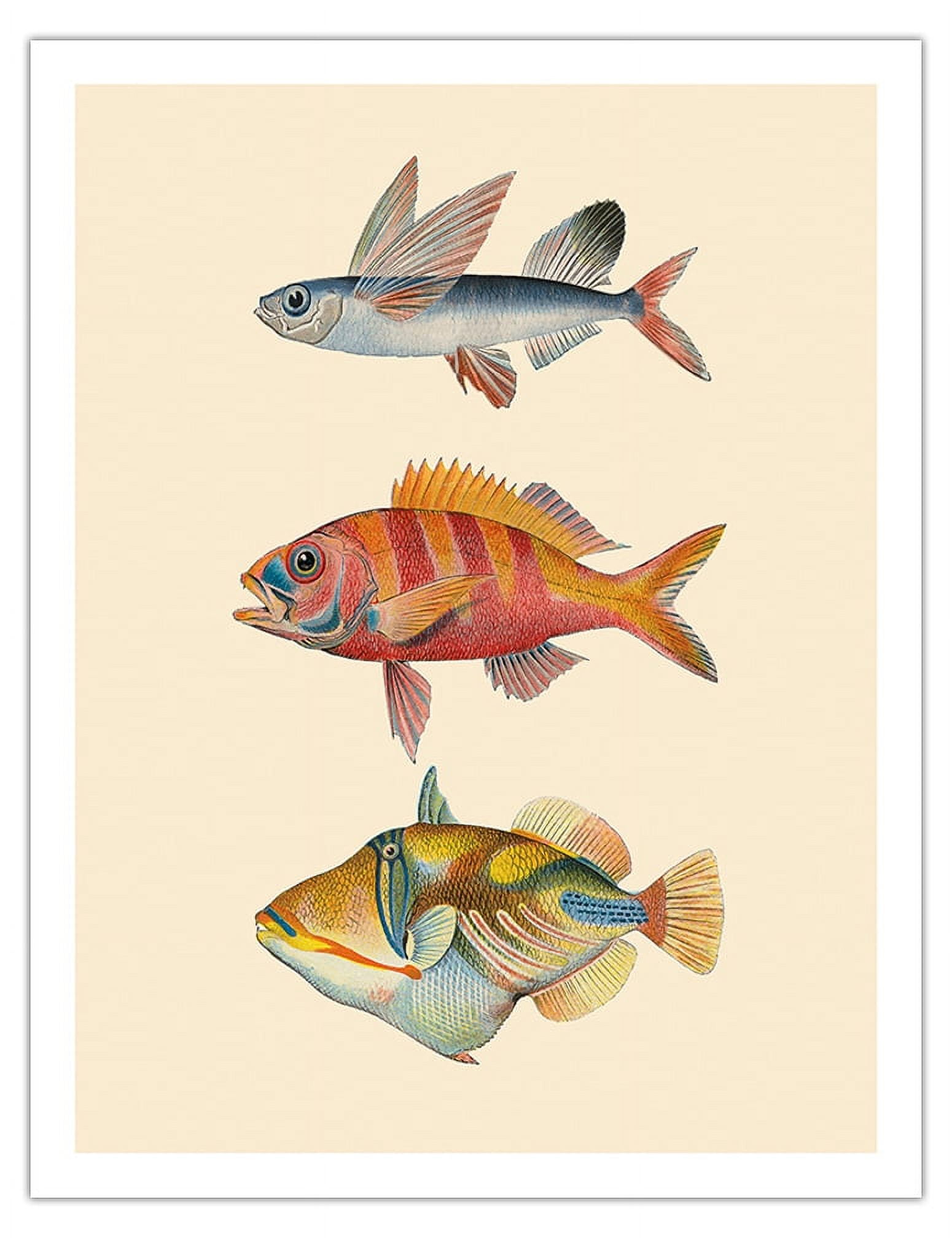 Hawaii Fish Triptych - Flying Fish (Malolo) Ruby Snapper Onaga (Ula'ula ...