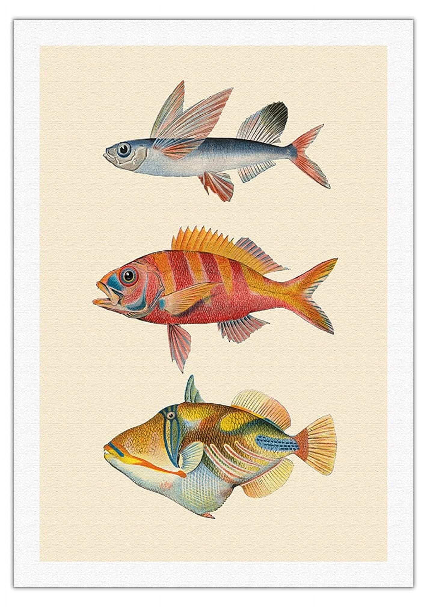 Hawaii Fish Triptych - Flying Fish (Malolo) Ruby Snapper Onaga (Ula'ula ...