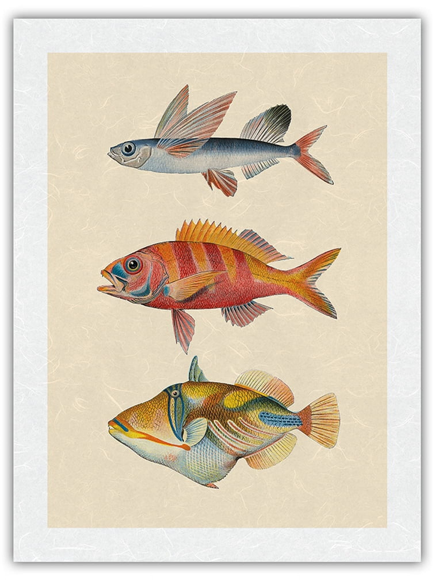 Hawaii Fish Triptych - Flying Fish (Malolo) Ruby Snapper Onaga (Ula'ula ...