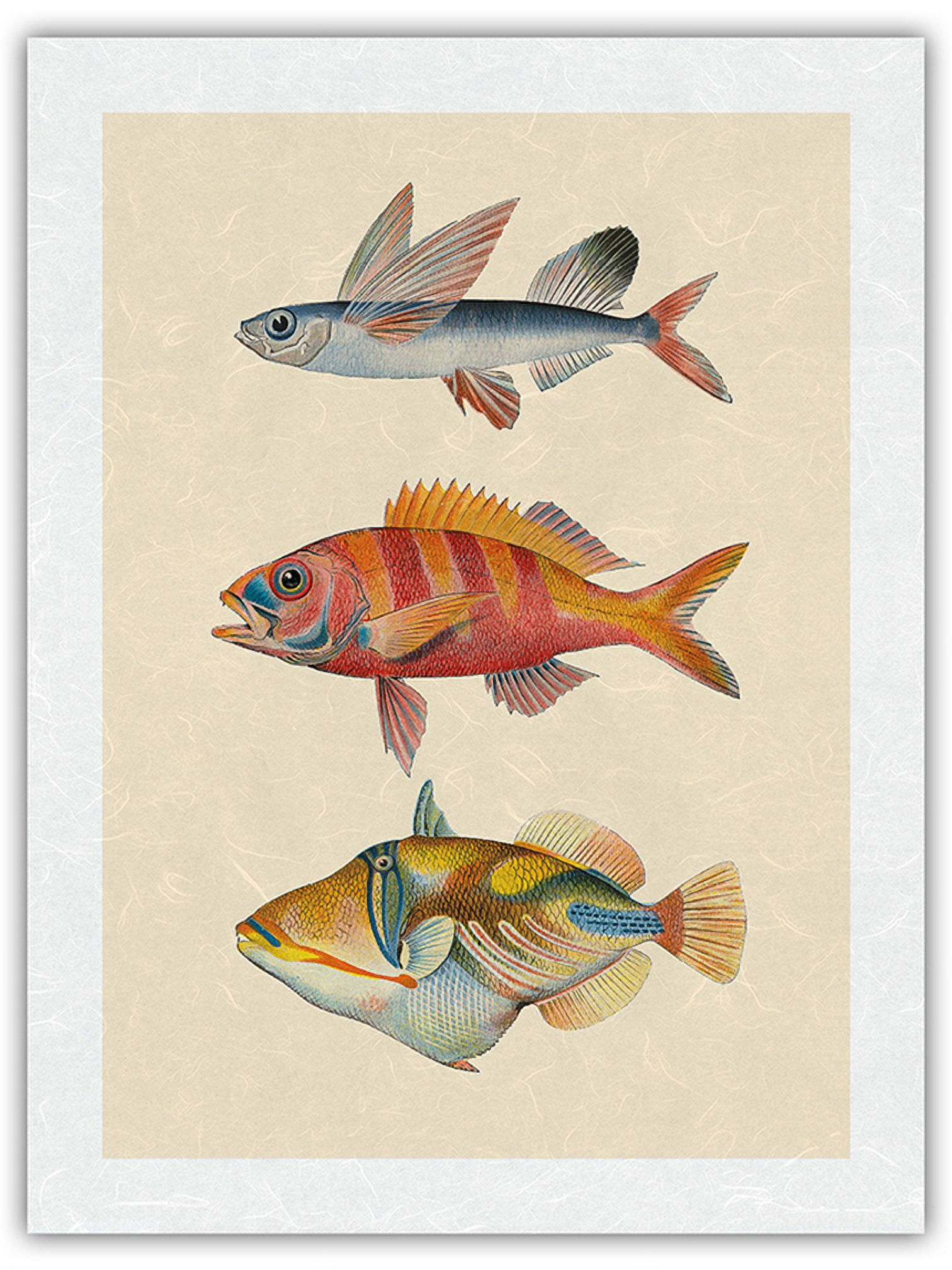 Hawaii Fish Triptych - Flying Fish (Malolo) Ruby Snapper Onaga (Ula'ula ...