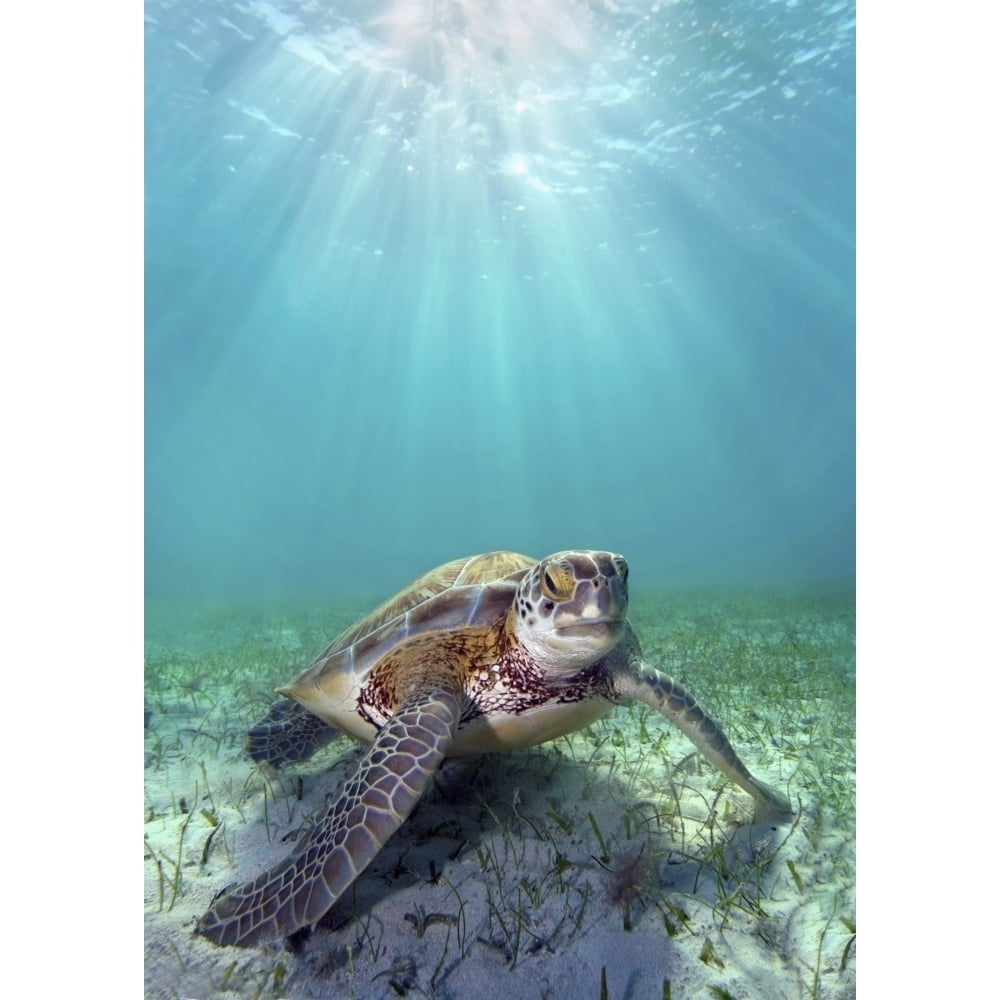 Hawaii Green Sea Turtle An Endangered Species. Poster Print - Walmart.com