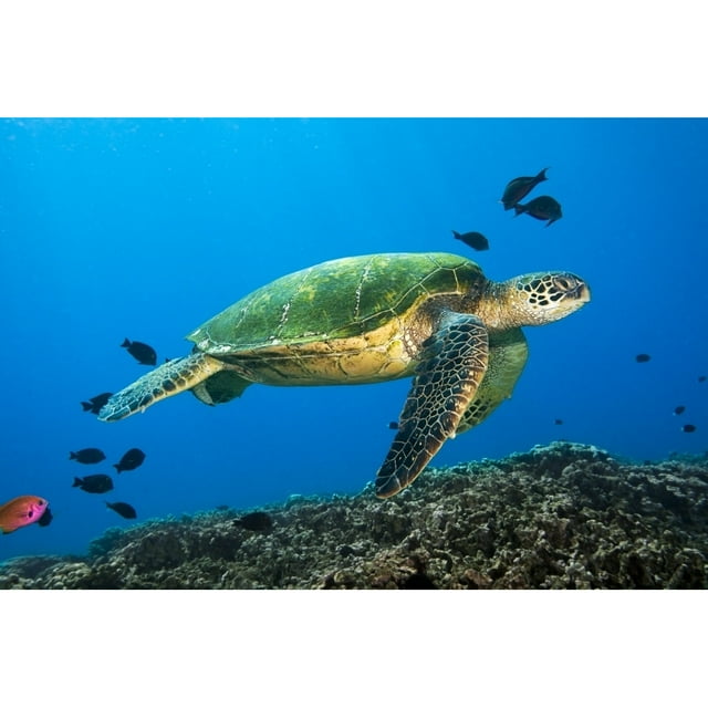 Hawaii Green Sea Turtle swimming in the Pacific Ocean. Poster Print ...