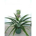 Hawaii Live Plants Hawaii-outer Isle Ananas Com Pineap - Walmart.com