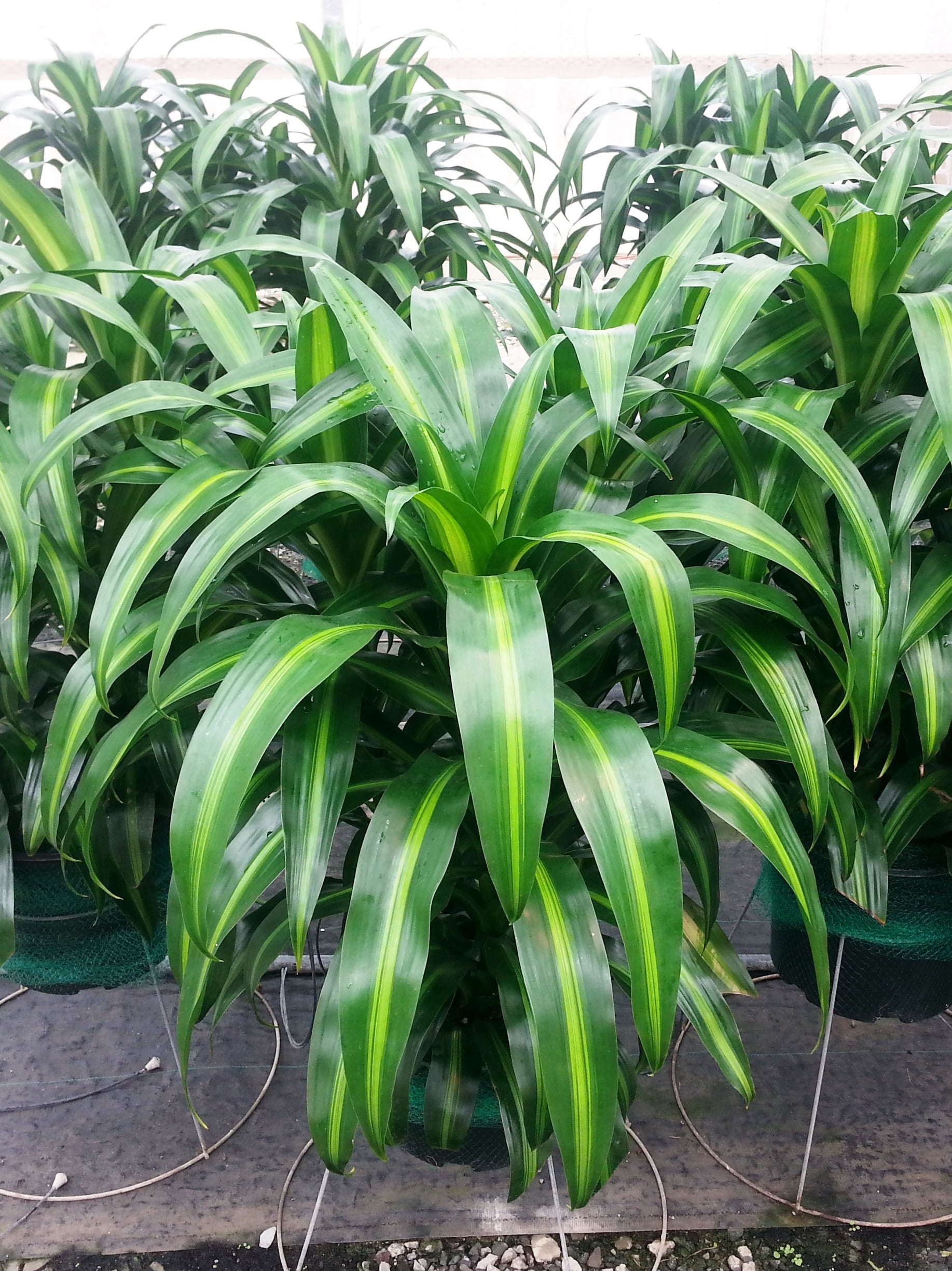 Hawaii Live Plants Hawaii-outer Isle Drac Hwn Sunshine - Walmart.com