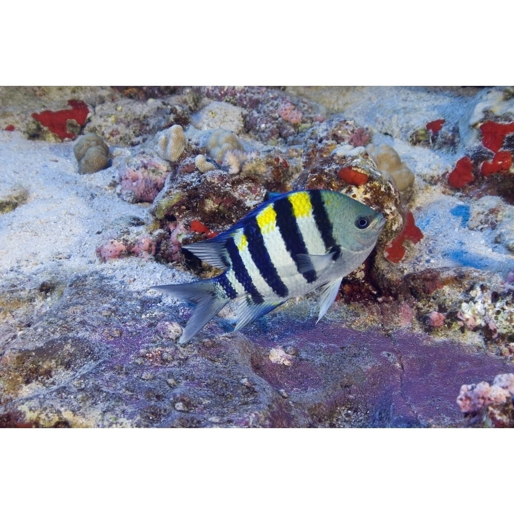 Hawaii Male Indo-Pacific Sergeant Major Guarding Purple Egg Mass ...