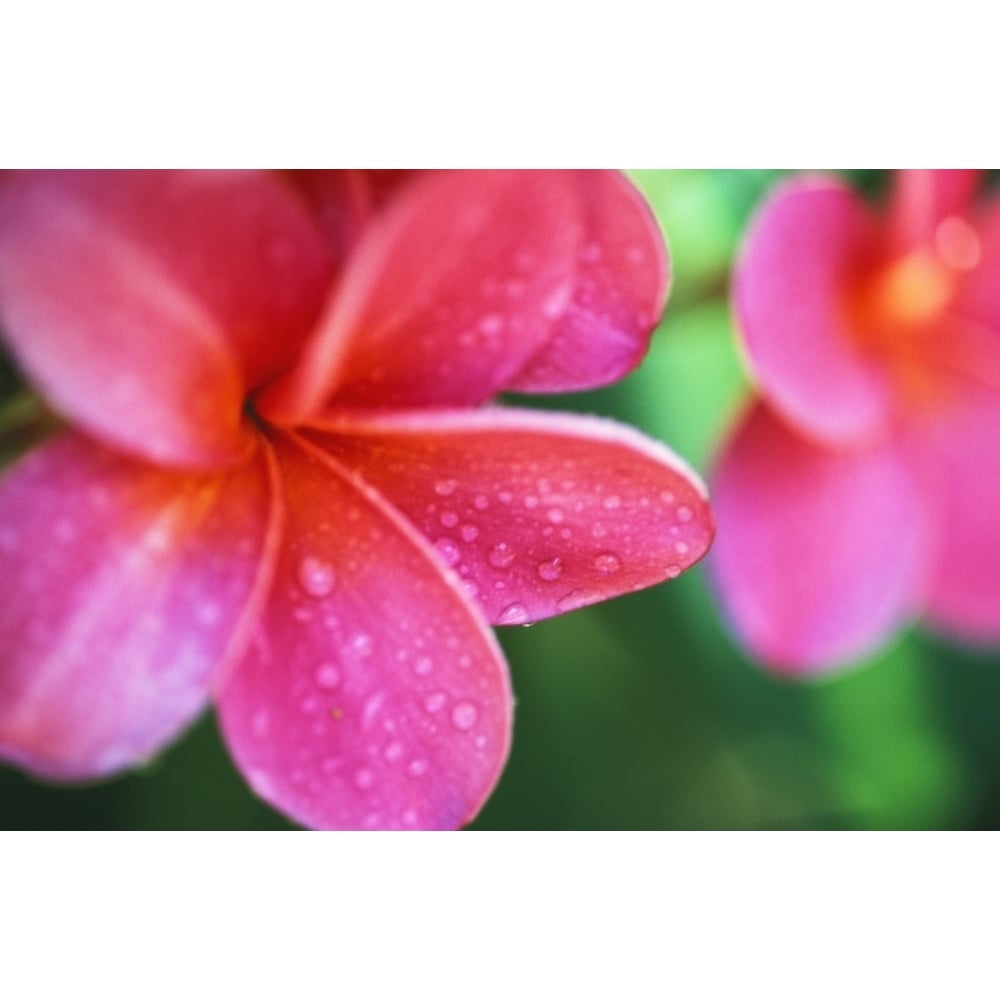 Hawaii Maui Close-Up Pink Plumeria Flowers Aka Frangipani On Plant ...