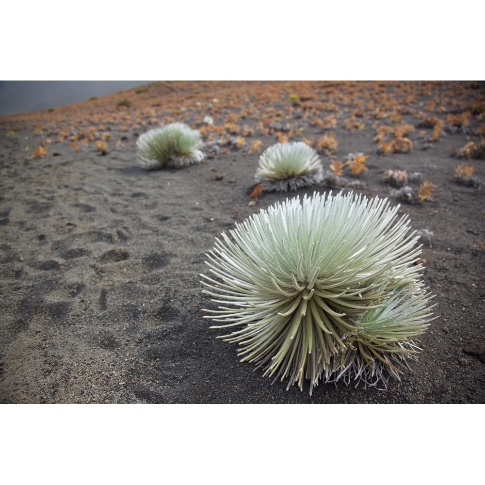 Hawaii Maui Haleakala a Silversword plant growing along the trail of ...