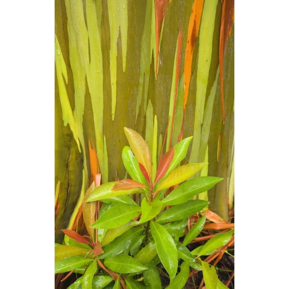 Hawaii Maui Hana Leafy Bush And Rainbow Eucalyptus Tree. Poster Print ...