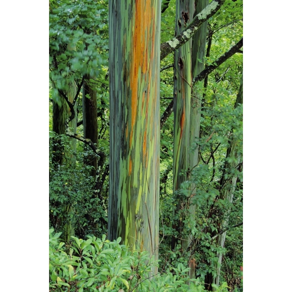 Hawaii Maui Hana Rainbow Eucalyptus Tree Trunk. Poster Print - Walmart.com