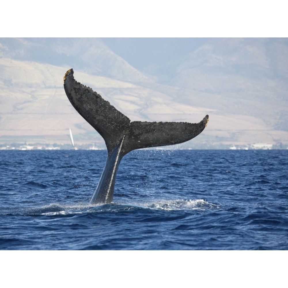 Hawaii Maui Humpback Whale Fluking Its Tail. by M Swiet Productions ...
