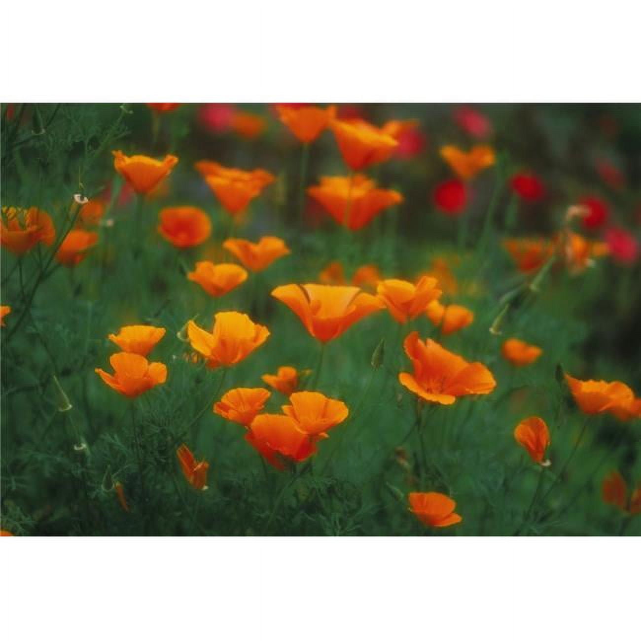 Hawaii Maui Olinda Field Of Wild Orange Poppies Growing Poster Print ...