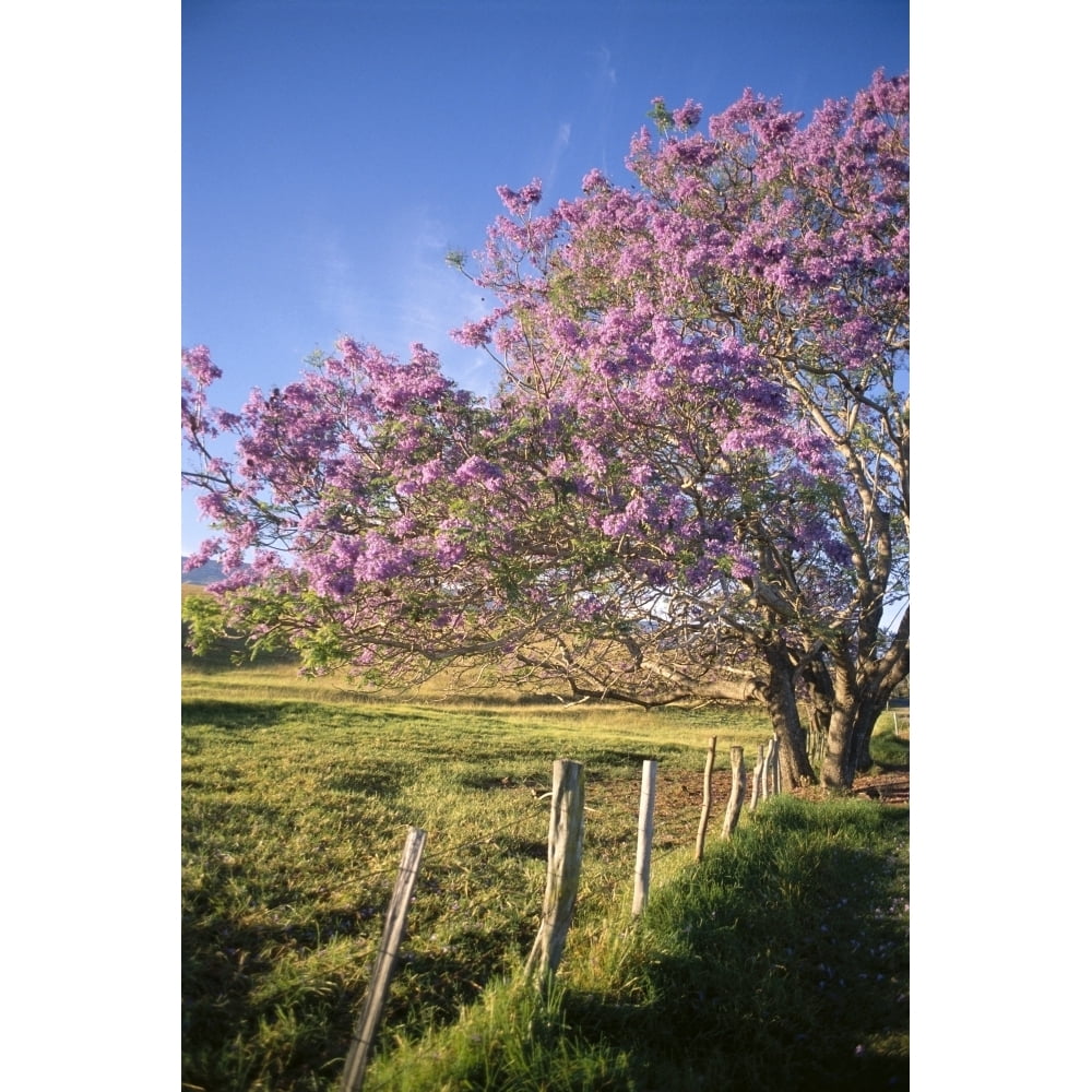 Hawaii Maui Upcountry With Jacaranda Tree Blue Skies And Fence Poster ...