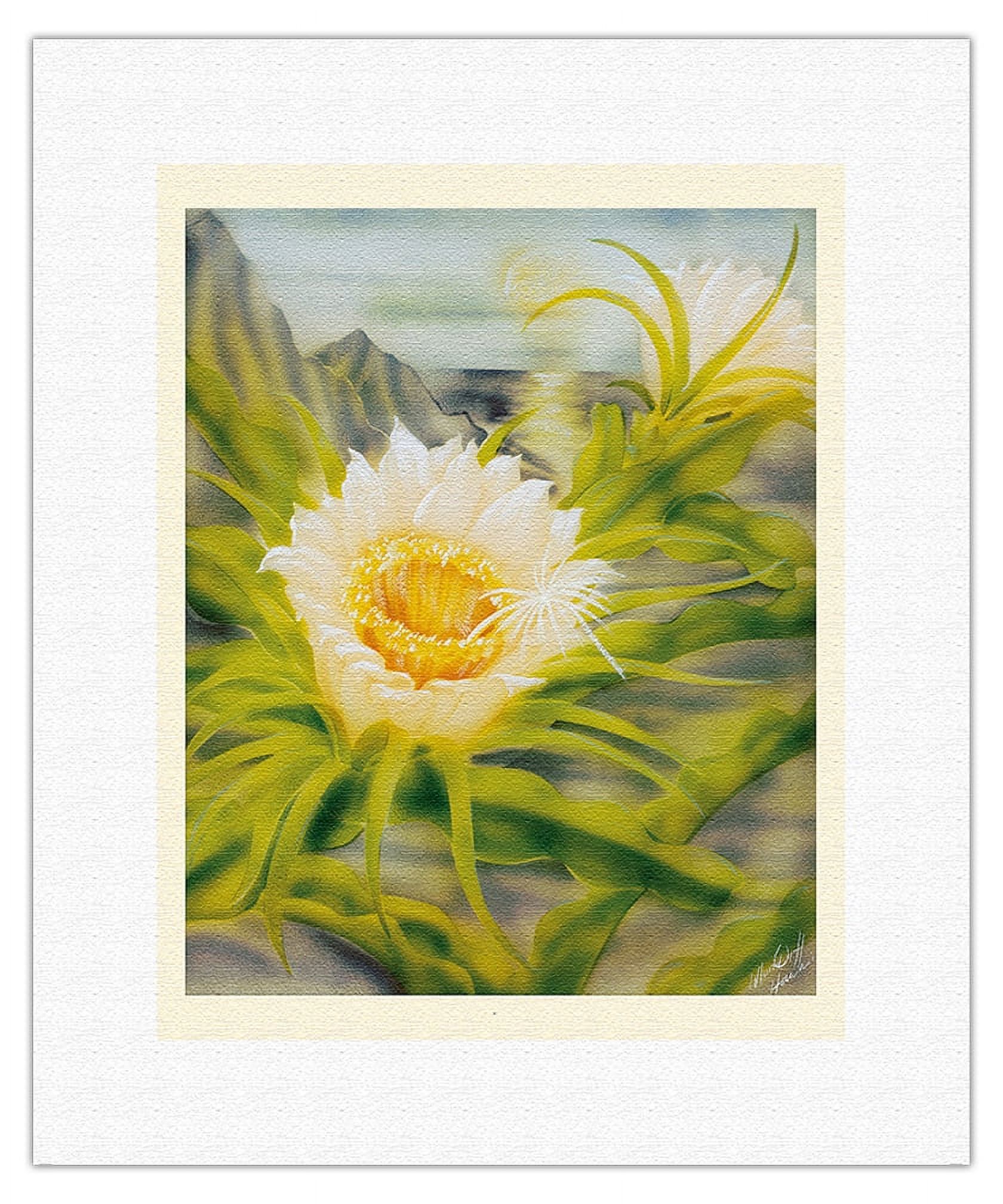 Hawaii Night Blooming Cereus (Hylocereus Undatus) - Honolulu Queen of ...