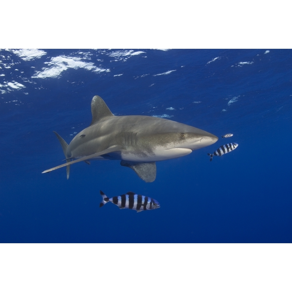 Hawaii Oceanic Whitetip Shark With Pilot Fish. Poster Print - Walmart.com